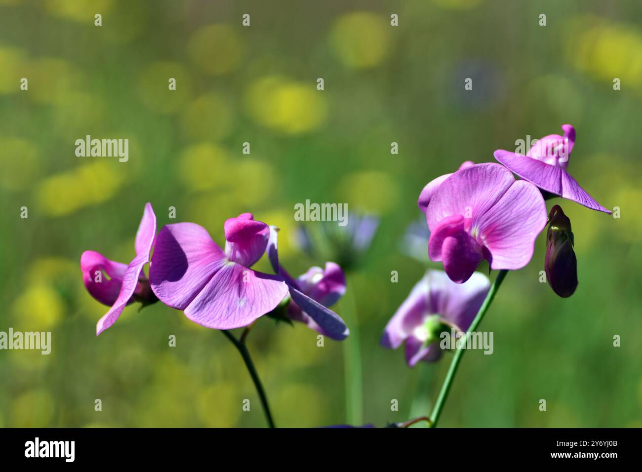 Pink flowers of the perennial peavine (Lathyrus latifolius Stock Photo ...