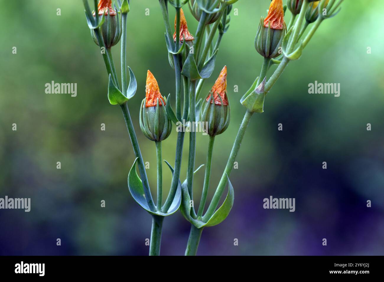 Unopened flowers of the yellow-wort (Blackstonia perfoliata Stock Photo ...