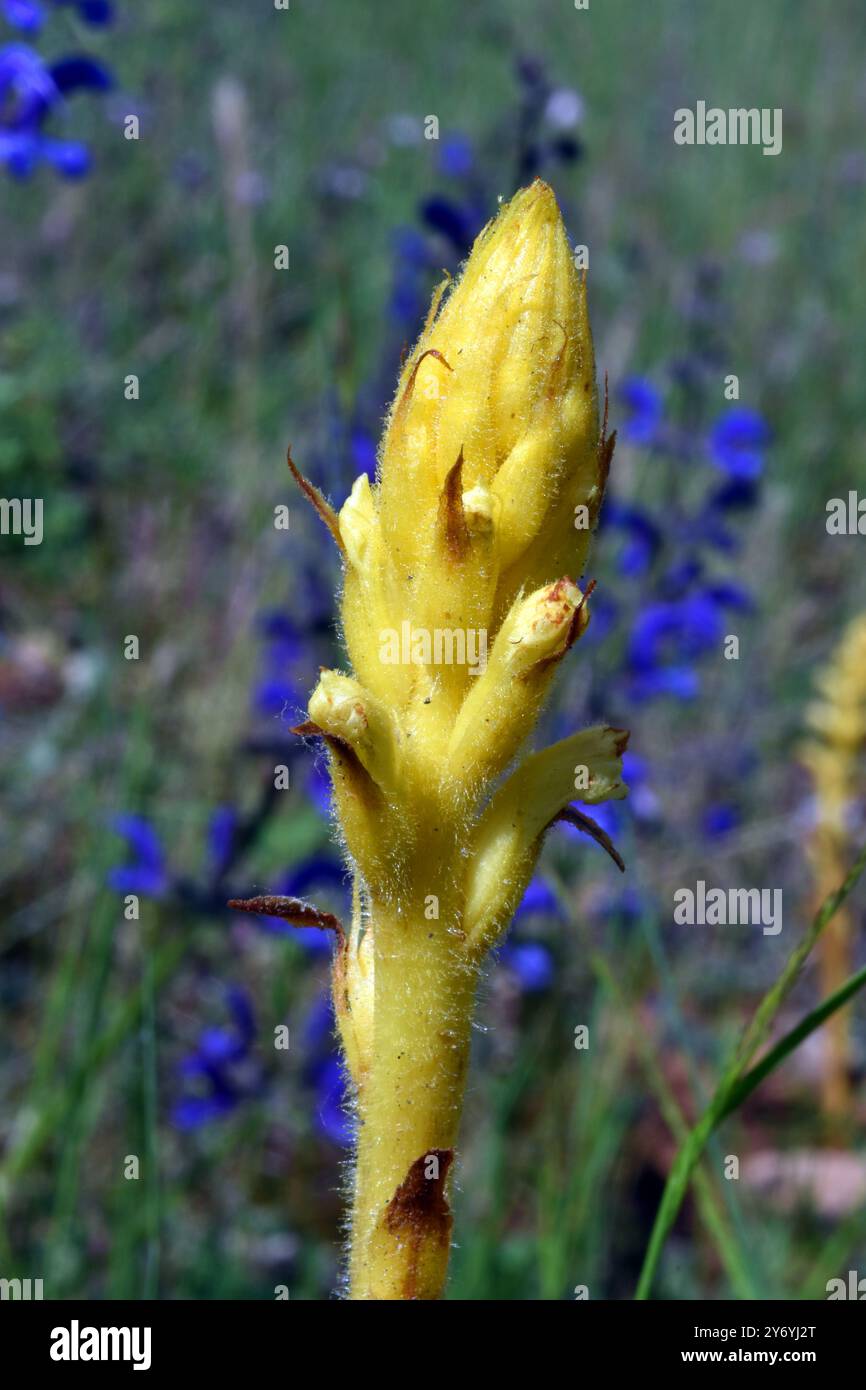 Yellow specimens of the parasitic plant broomrape (Orobanche sp Stock ...