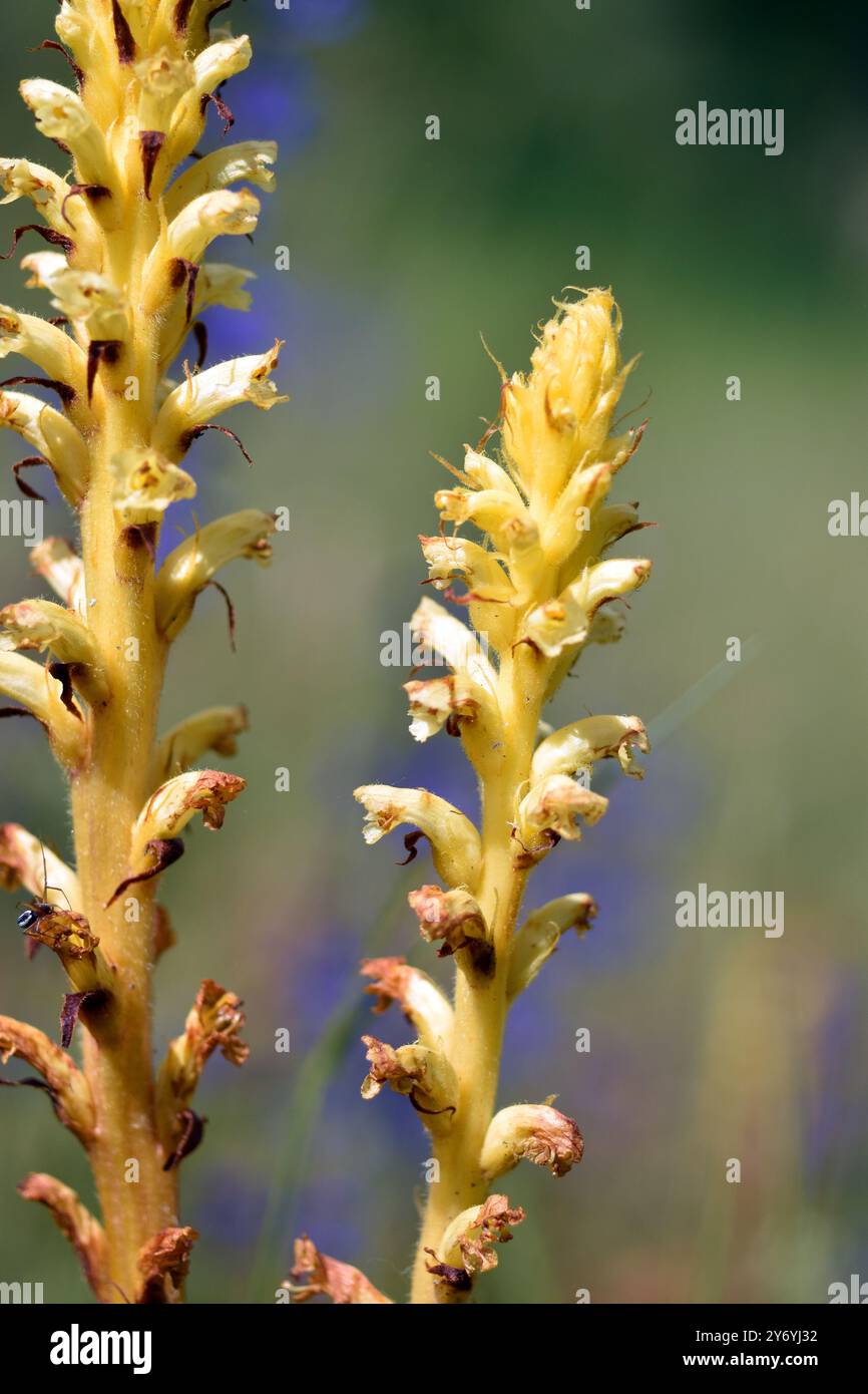 Yellow specimens of the parasitic plant broomrape (Orobanche sp Stock ...