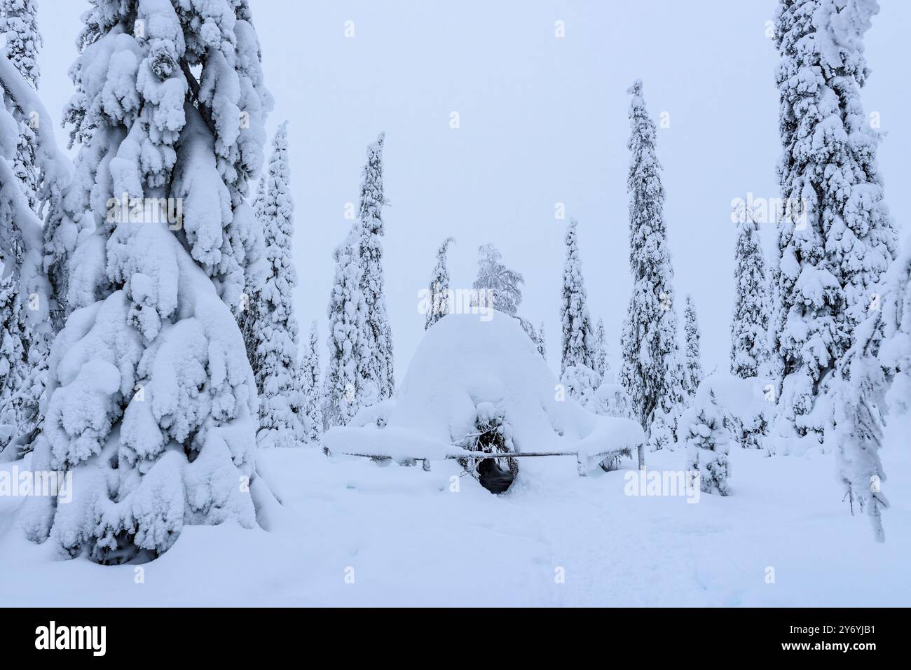 Snowy and frozen forest on a foggy winter day at the Riisitunturi ...