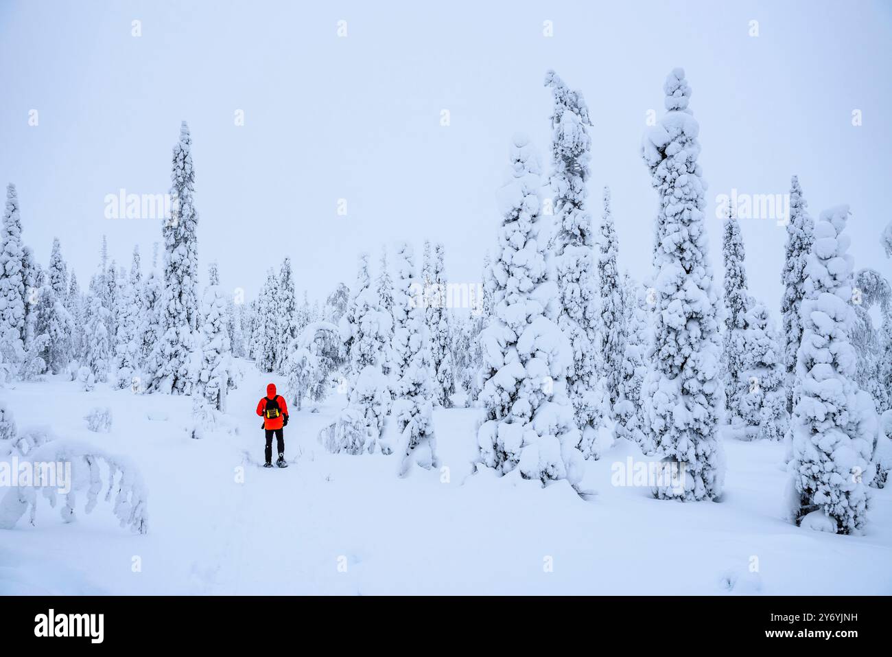 Snowy and frozen forest on a foggy winter day at the Riisitunturi ...
