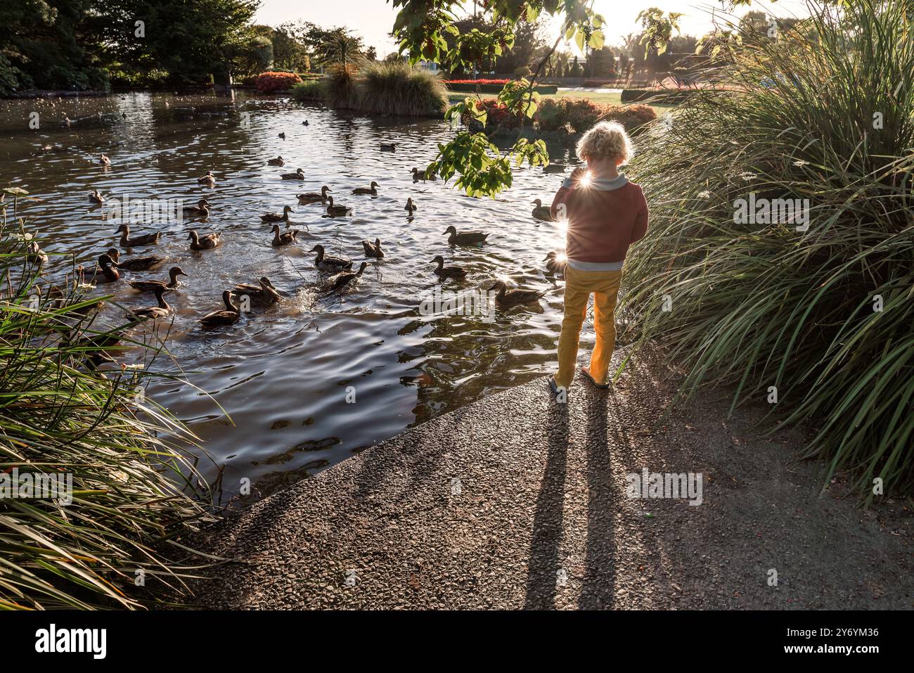 Child watching ducks in park pond Stock Photo - Alamy