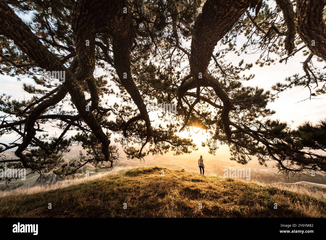 Person standing under large tree on hill with golden light Stock Photo ...