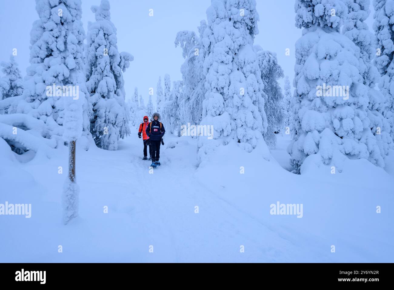 Snowy and frozen forest on a foggy winter day at the Riisitunturi ...