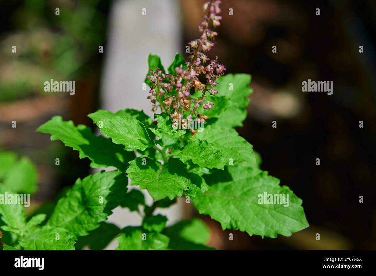 Holy basil leaves with inflorescence in the vegetable garden Stock ...