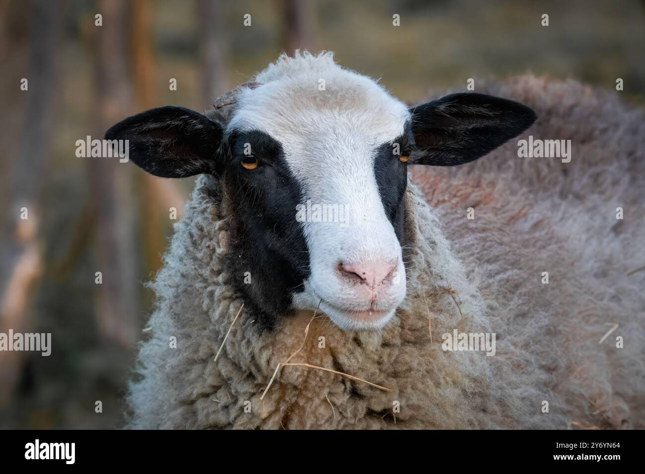 Close-up Romanov breed sheep portrait Stock Photo - Alamy