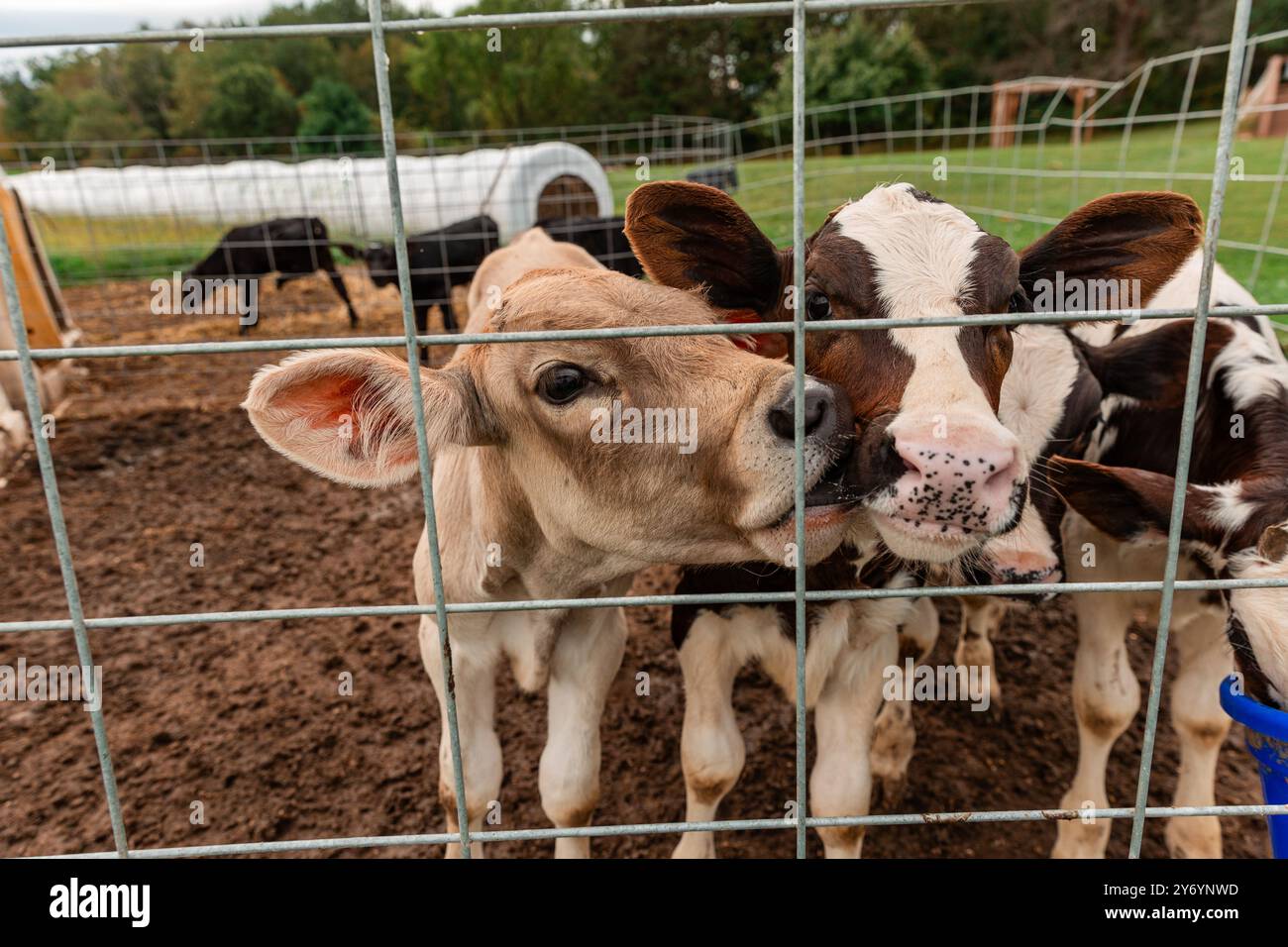 Close up black cows calves hi-res stock photography and images - Alamy