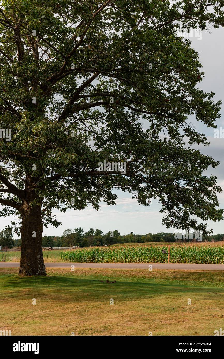 Large tree by field of corn Stock Photo - Alamy