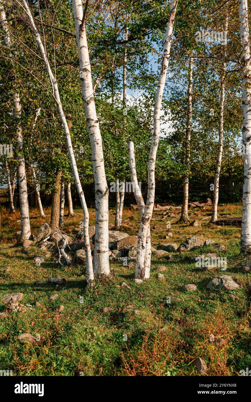 Birch trees in meadow hi-res stock photography and images - Alamy