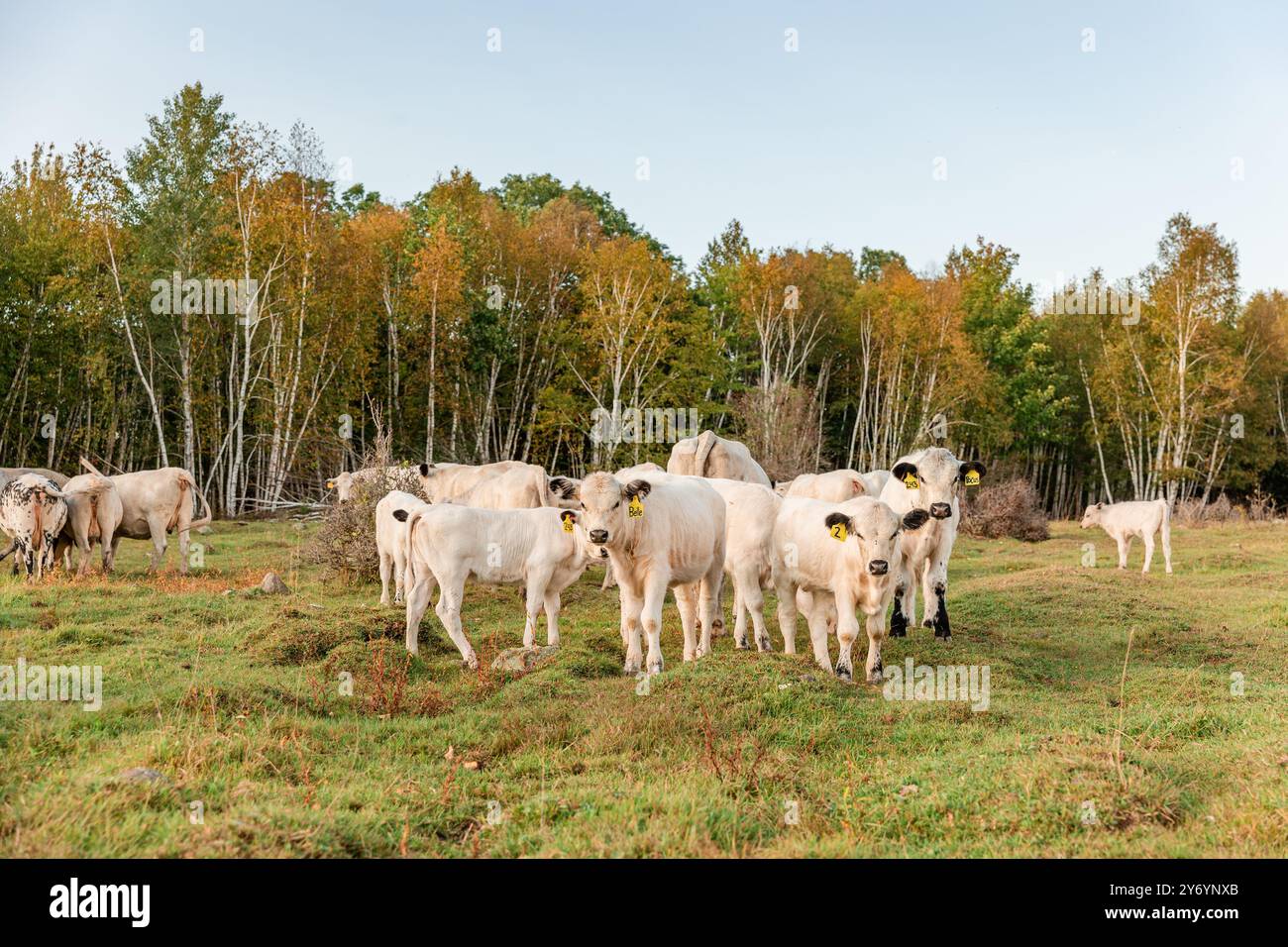 British white cows hi-res stock photography and images - Alamy