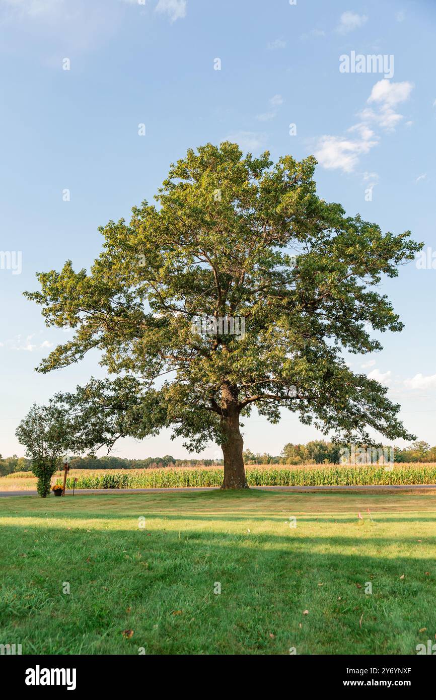 Tree green field majestic oak hi-res stock photography and images - Alamy