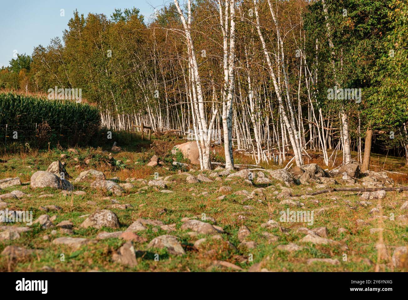 Cluster environment hi-res stock photography and images - Alamy