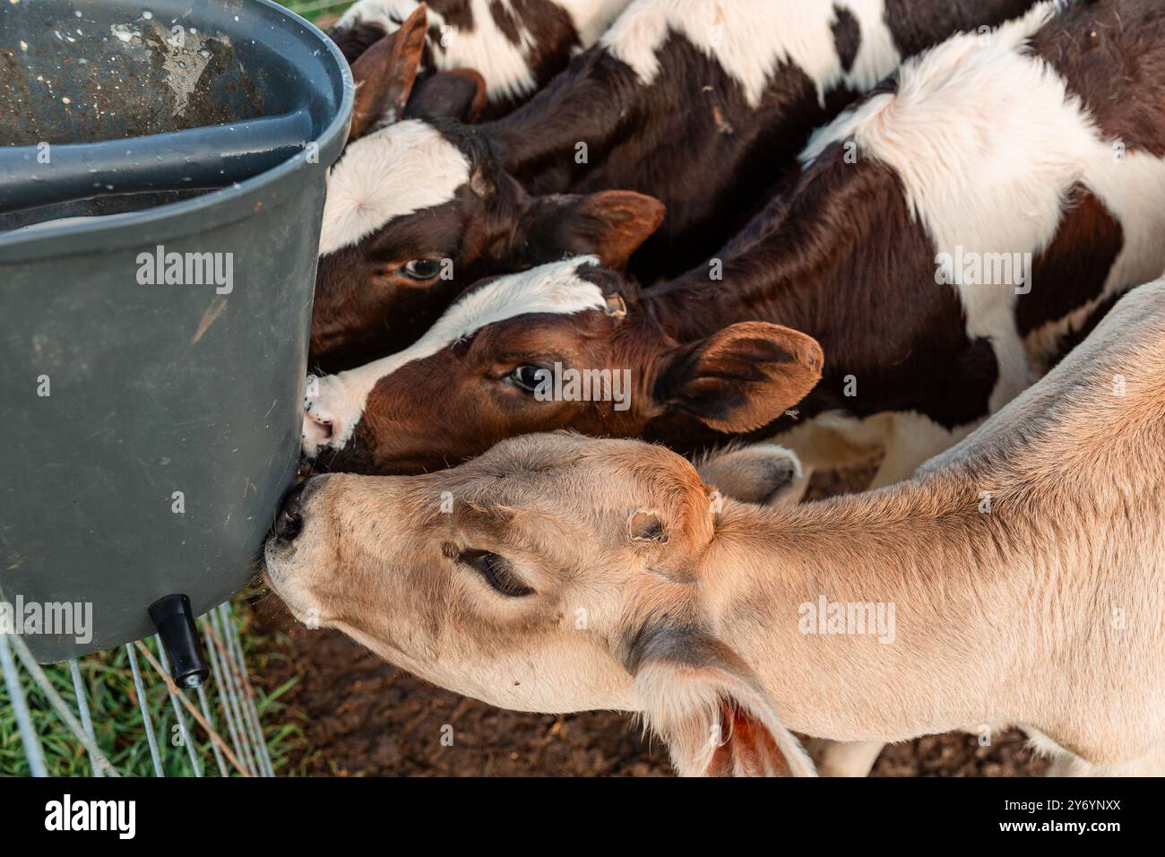Dairy cows barn united states hi-res stock photography and images - Alamy