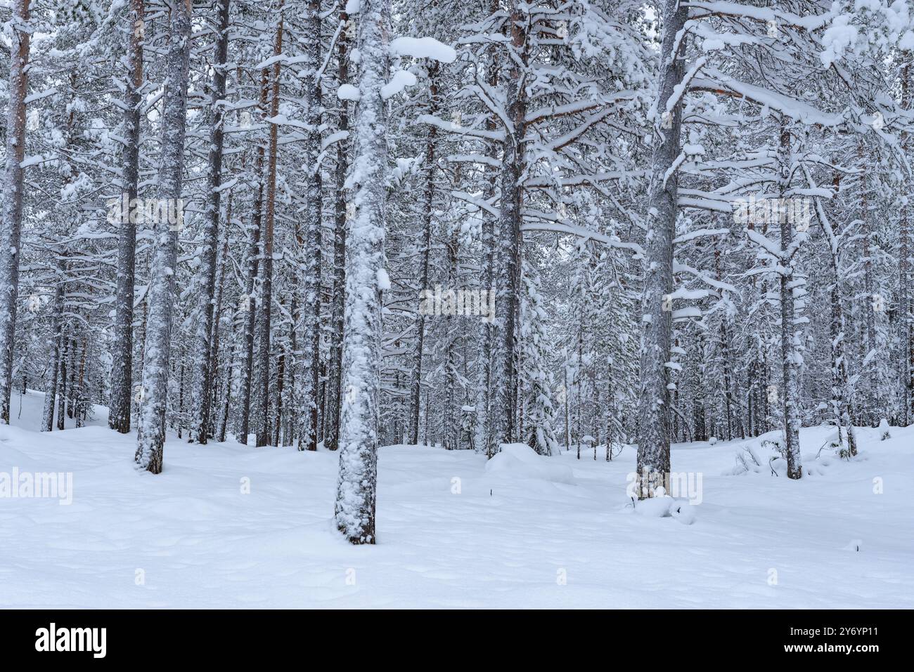 El bosque nevado hi-res stock photography and images - Alamy