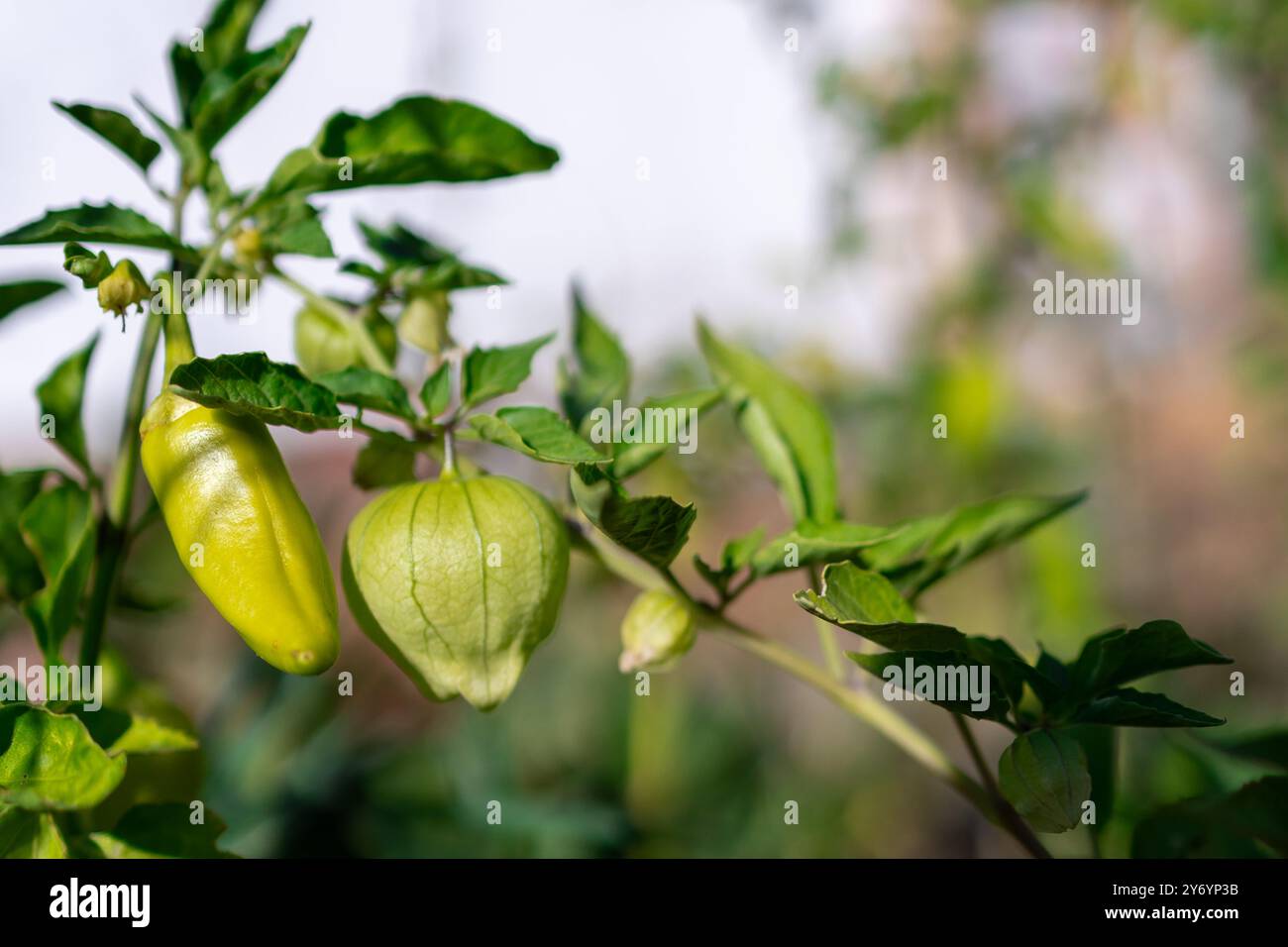 Tomatillo and jalapeño plants growing with green leaves and fruits ...