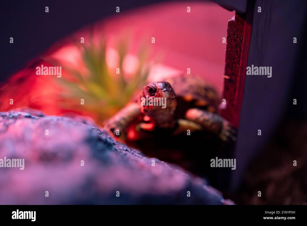 Eastern box turtle in an enclosure with a red light and a plant Stock ...