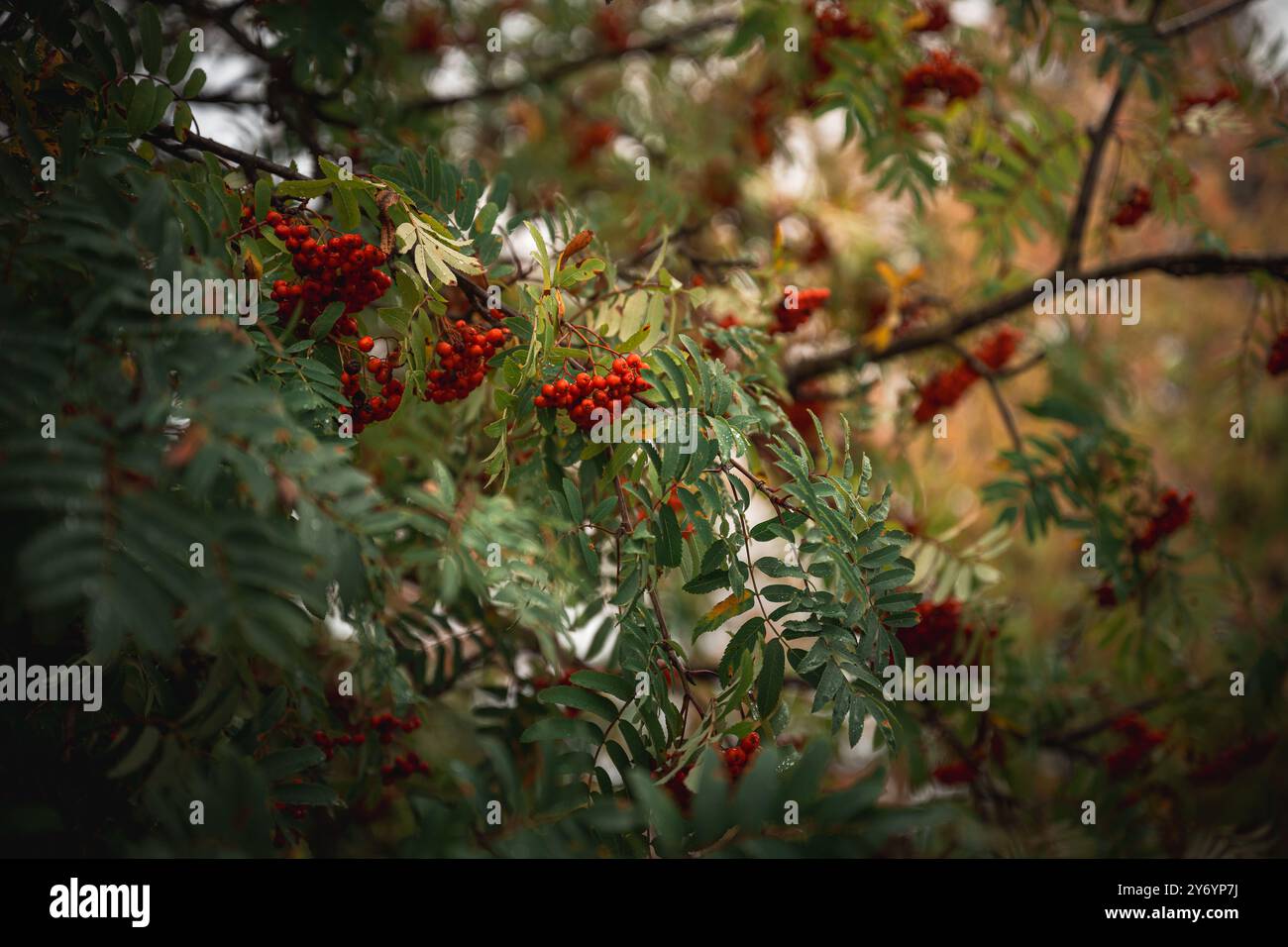 Bunches red rowan berries on hi-res stock photography and images - Alamy