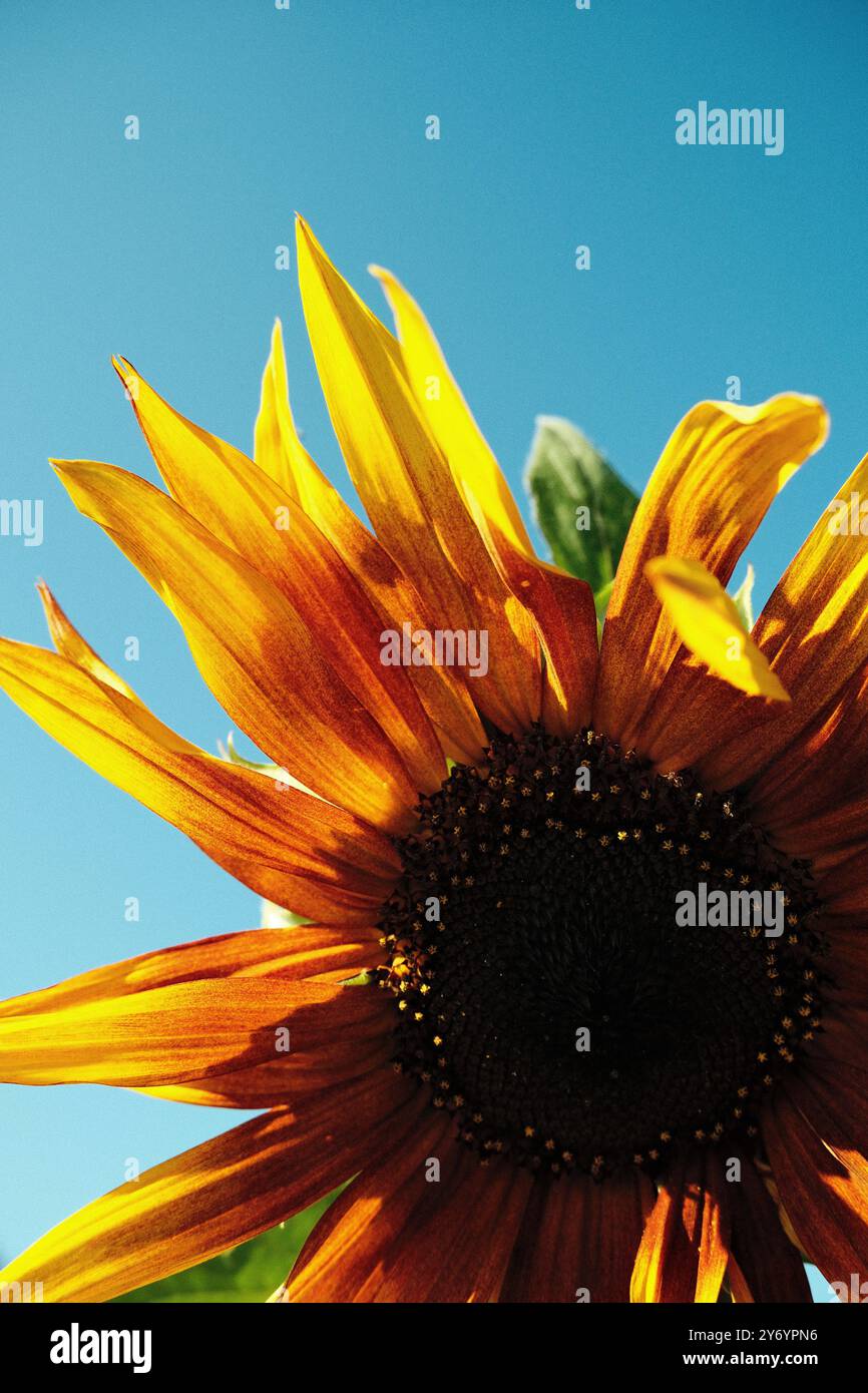 Beautiful sunflower blooming under a bright sunny sky in full glory ...