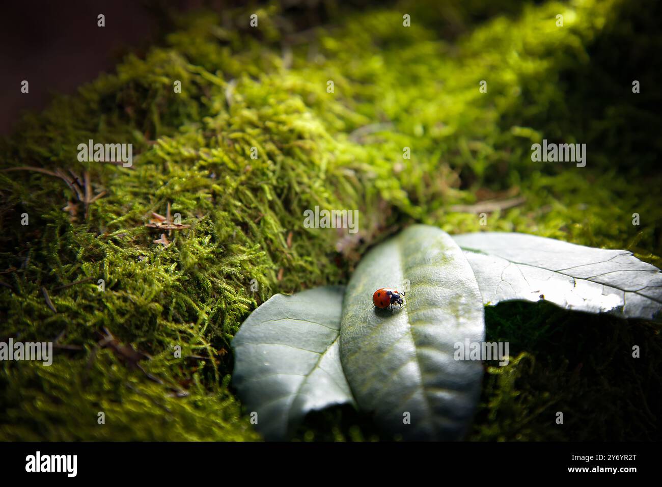 An insect ladybug in the forest sits on a leaf on a stump covered with ...