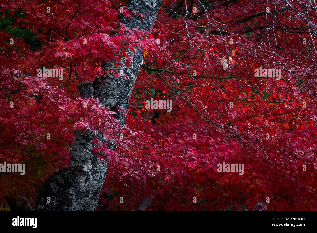 Japanese lanterns forest hi-res stock photography and images - Alamy