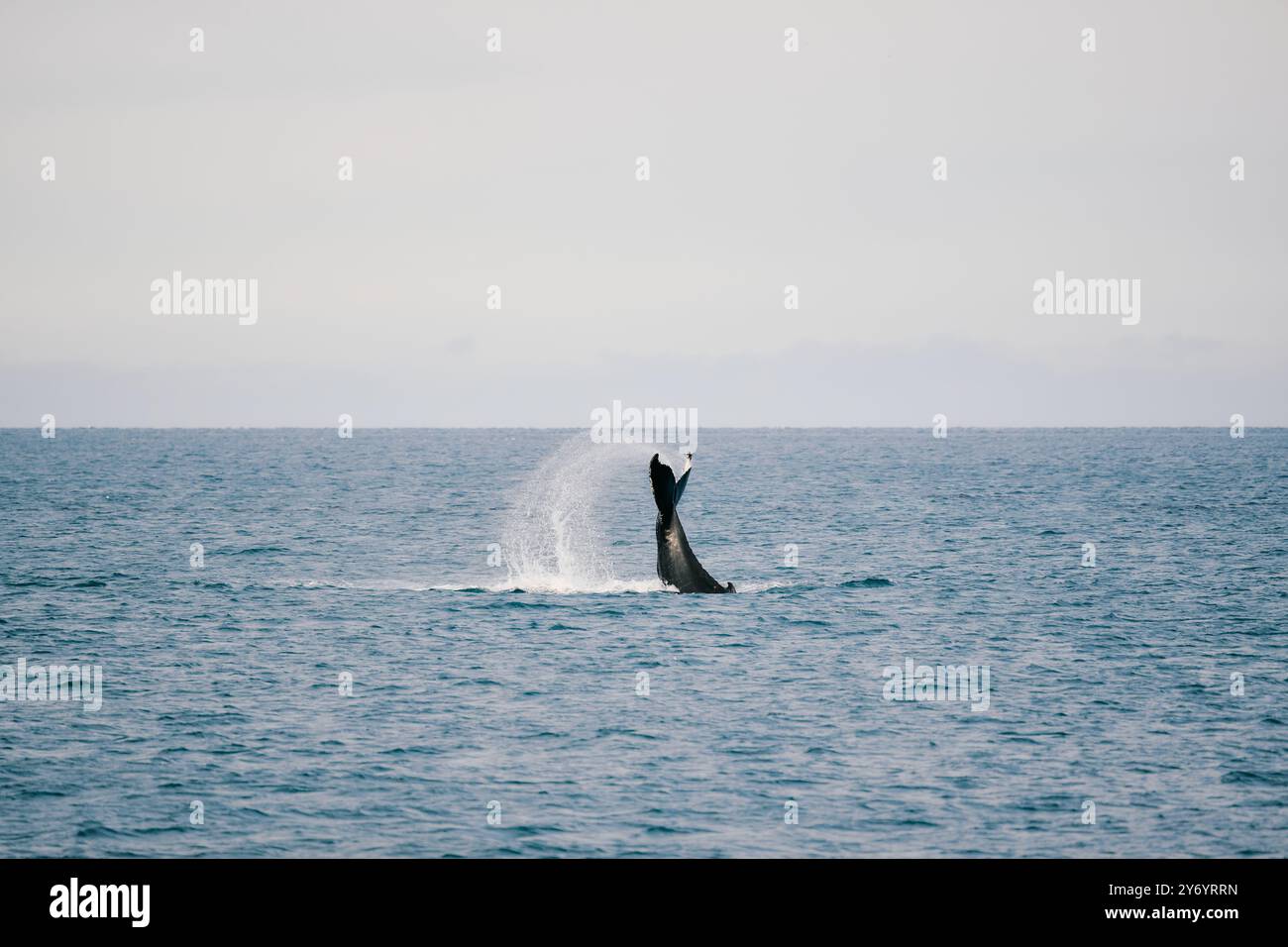 Whale splashing tail in rippling seawater Stock Photo - Alamy