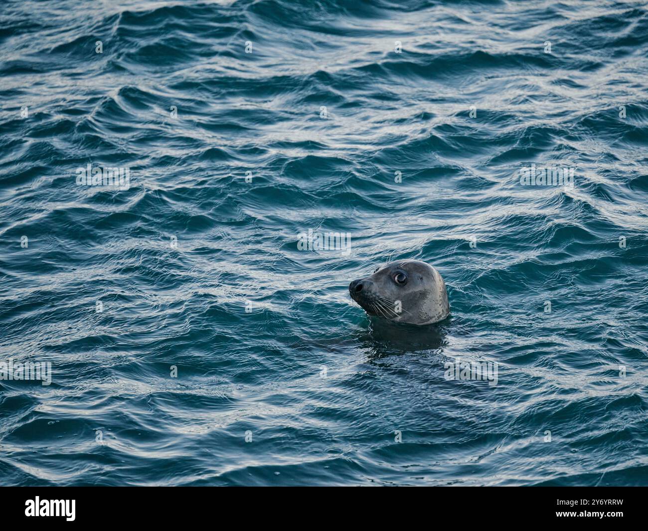 Wild seal floating on rippling seawater in daytime Stock Photo - Alamy