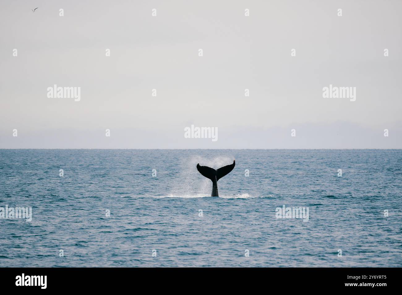 Diving whale with tail on splashing rippling shining seawater Stock ...
