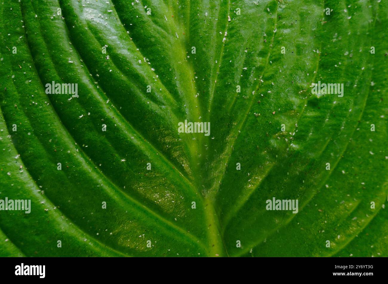 A green open tropical leaf with veins and particles in close-up.Texture ...