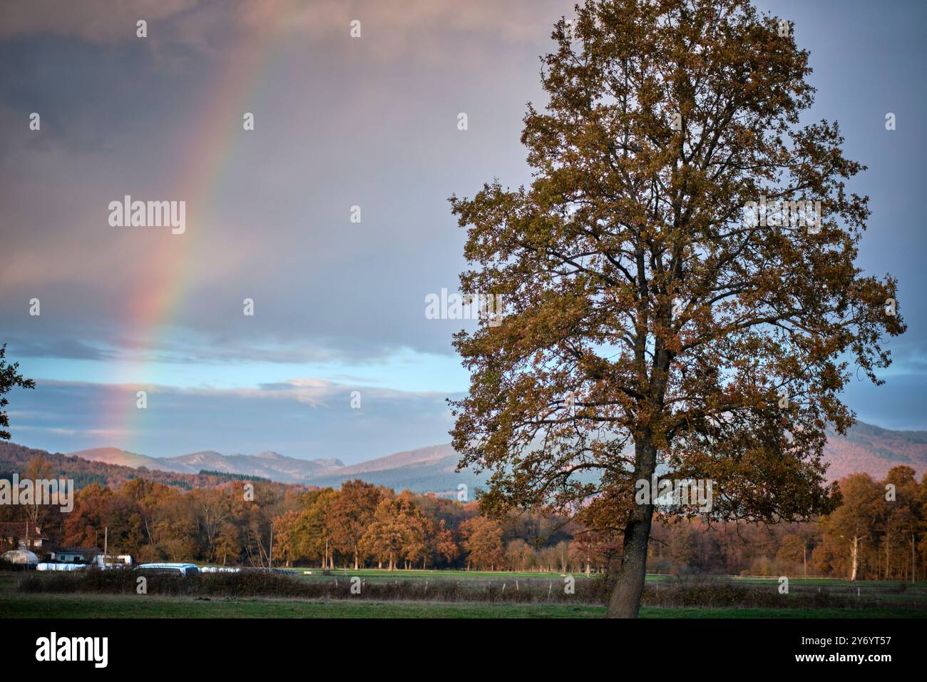 Rainbow over a tree in autumn landscape Stock Photo - Alamy