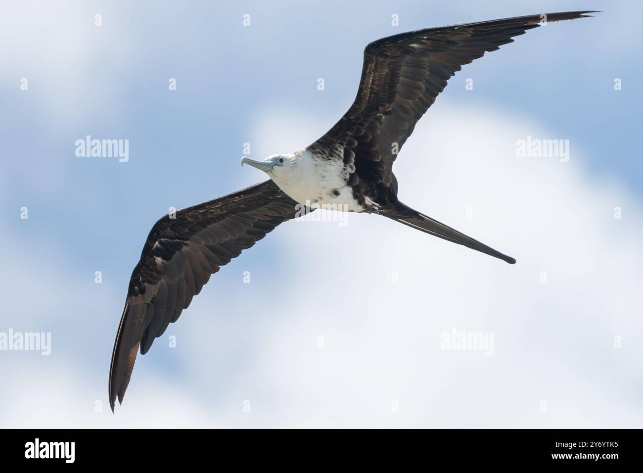Female Magnificent Frigatebird in flight in the Florida Keys Stock ...