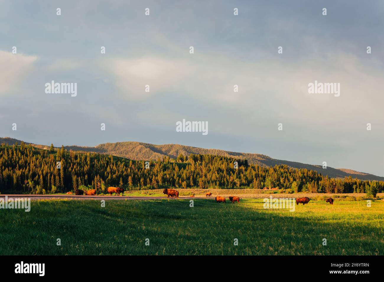 Bison cross a road at surnise inside the Teton National Park Stock ...