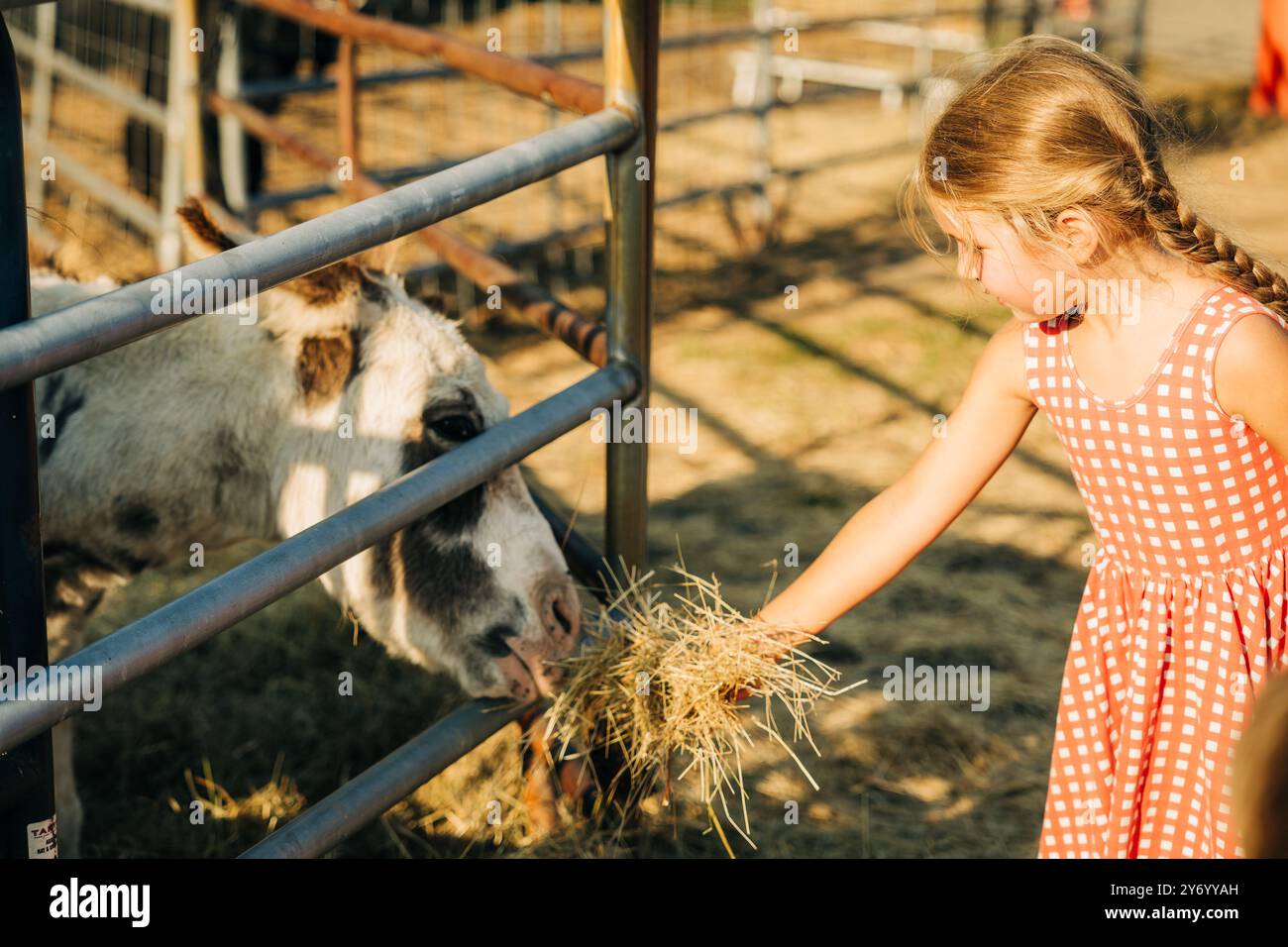 Girl feeding a donkey through a fence with a handful of hay Stock Photo ...
