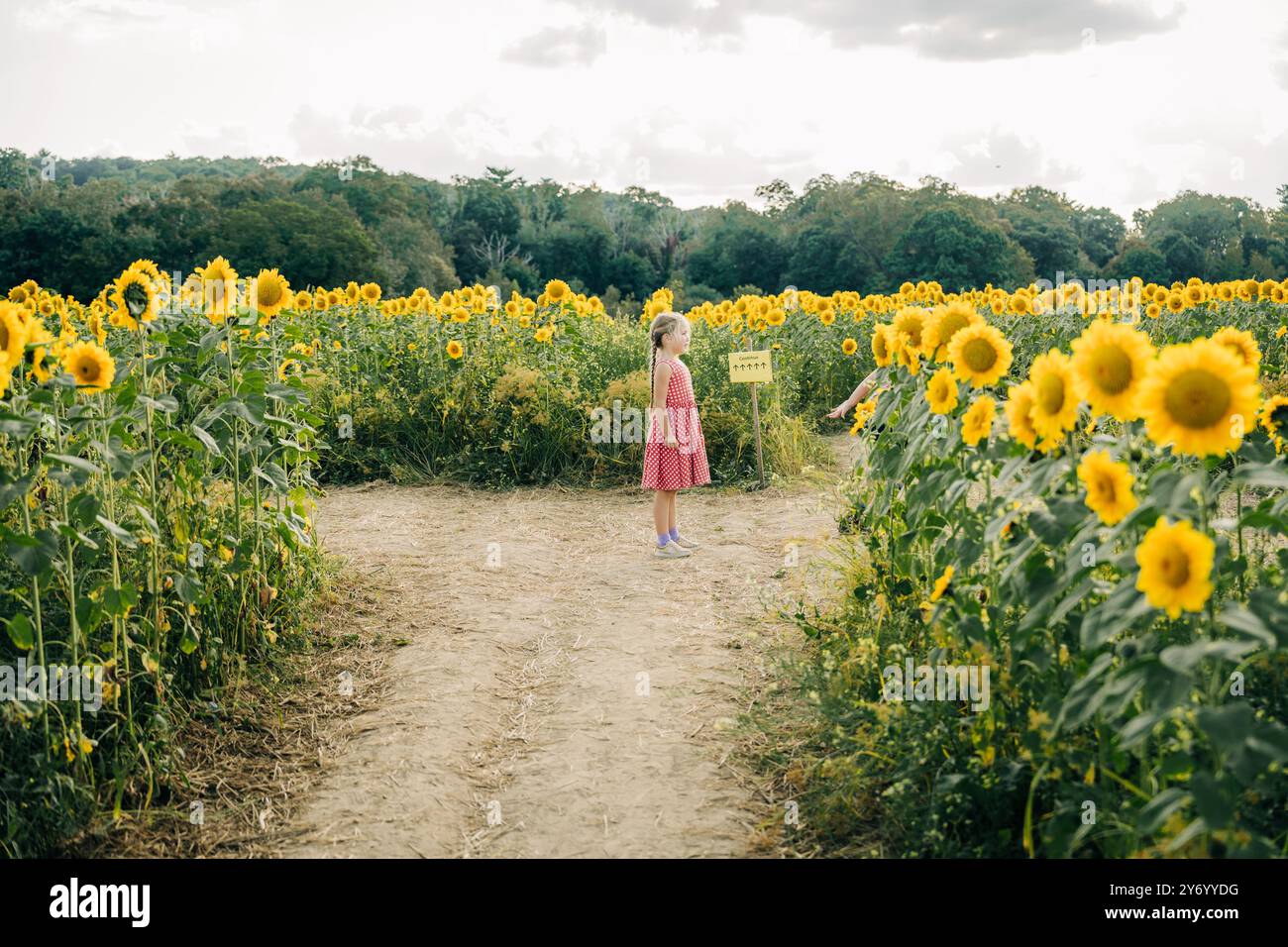 Young girl standing in the middle of a sunflower field pathway Stock ...