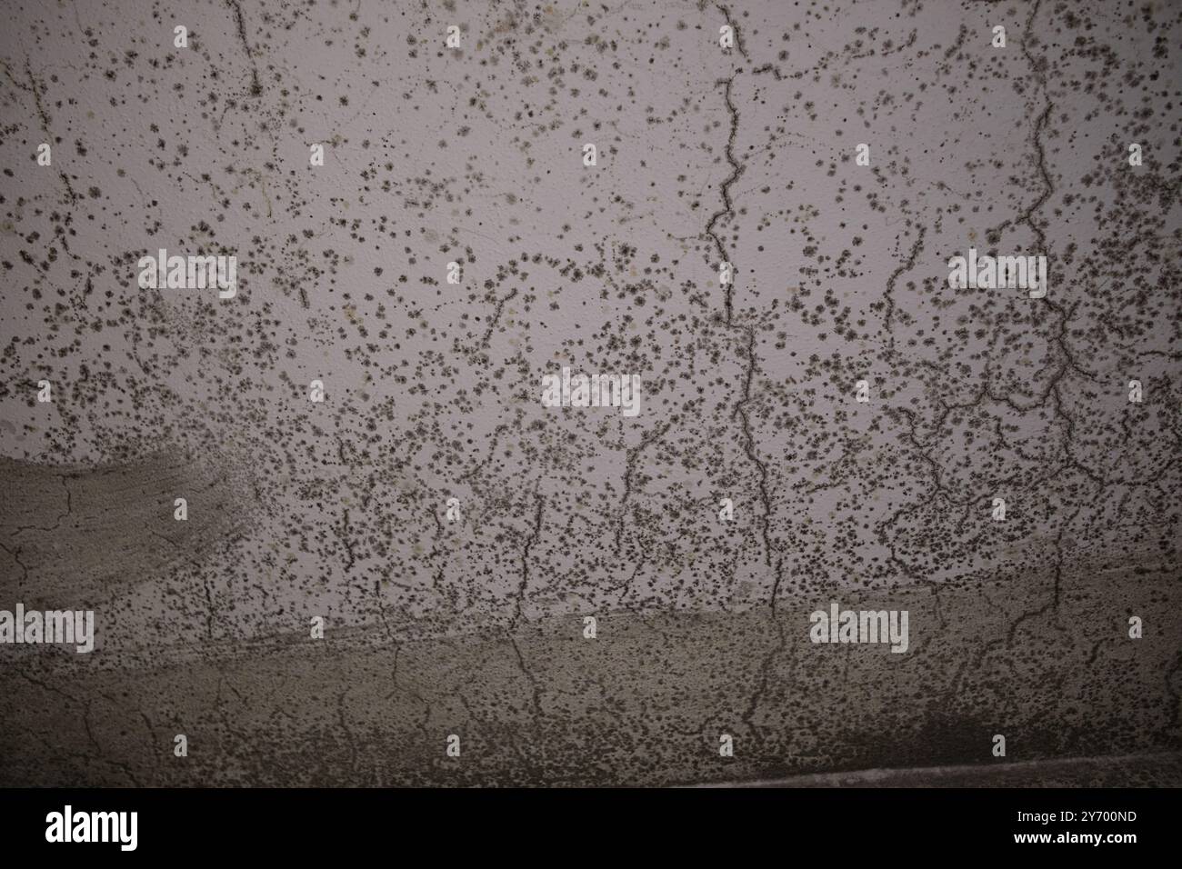 Damp damaged old wall in hi-res stock photography and images - Alamy