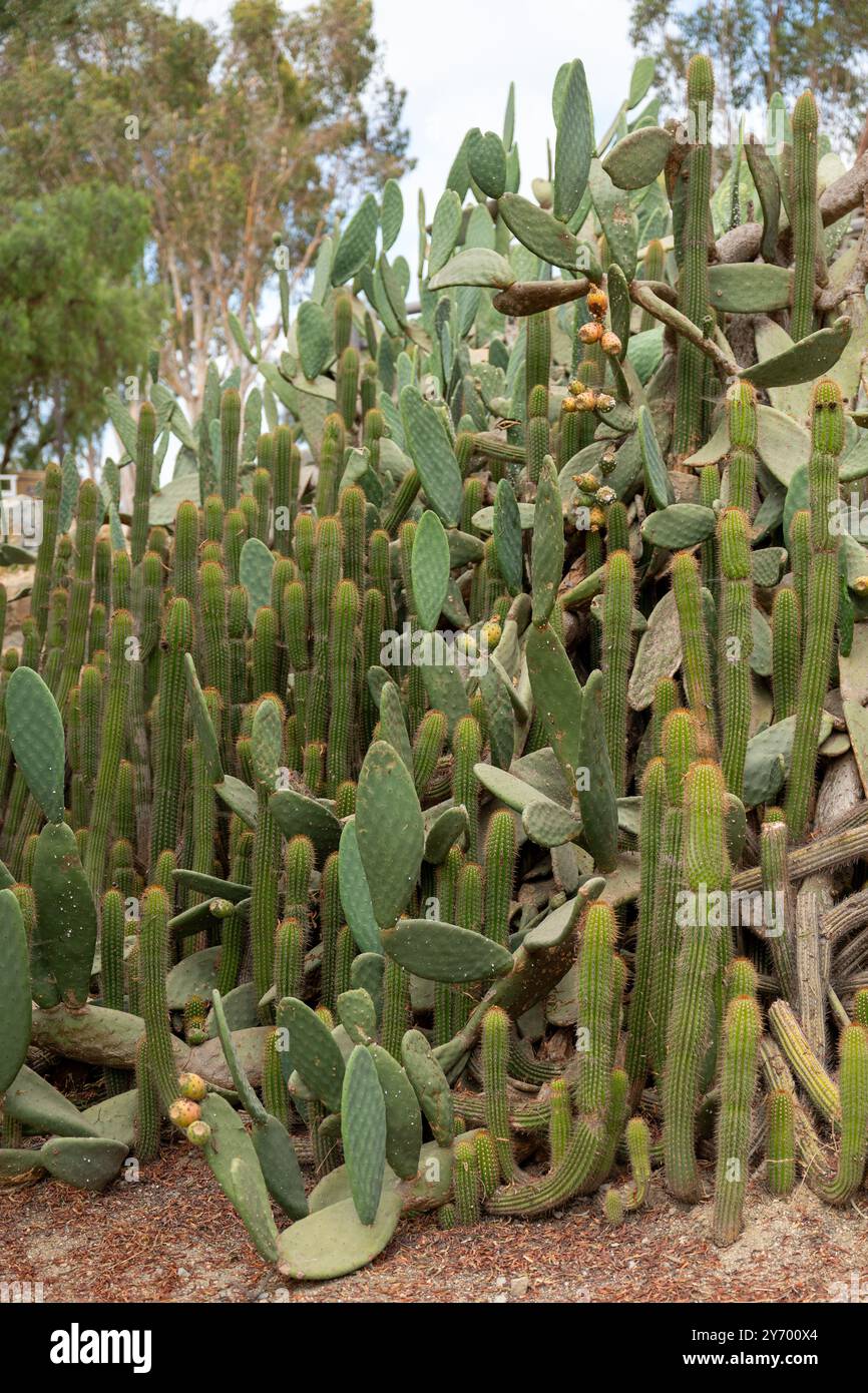 Desert plant landscaping hi-res stock photography and images - Alamy