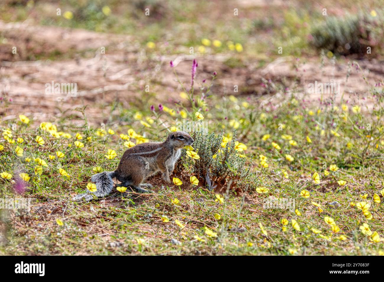 South African striped ground cape squirrel Xerus erythropus,with a ...