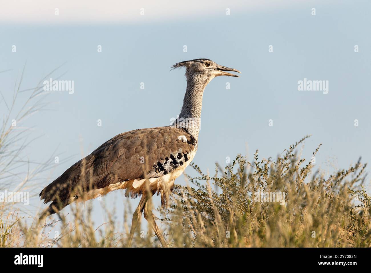Kori bustard (Ardeotis kori), the largest flying bird native to african ...