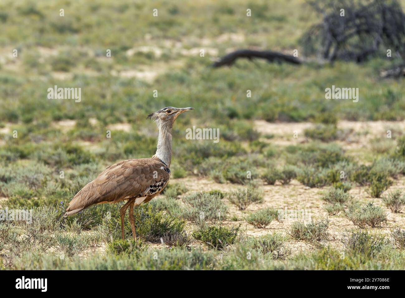 Kori bustard (Ardeotis kori), the largest flying bird native to african ...