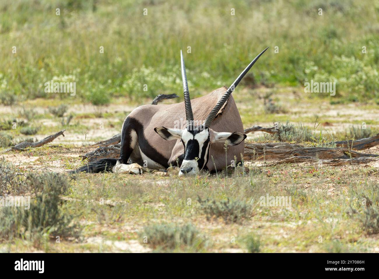 Baby of Common african antelope Gemsbok, Oryx gazella in Kalahari after ...