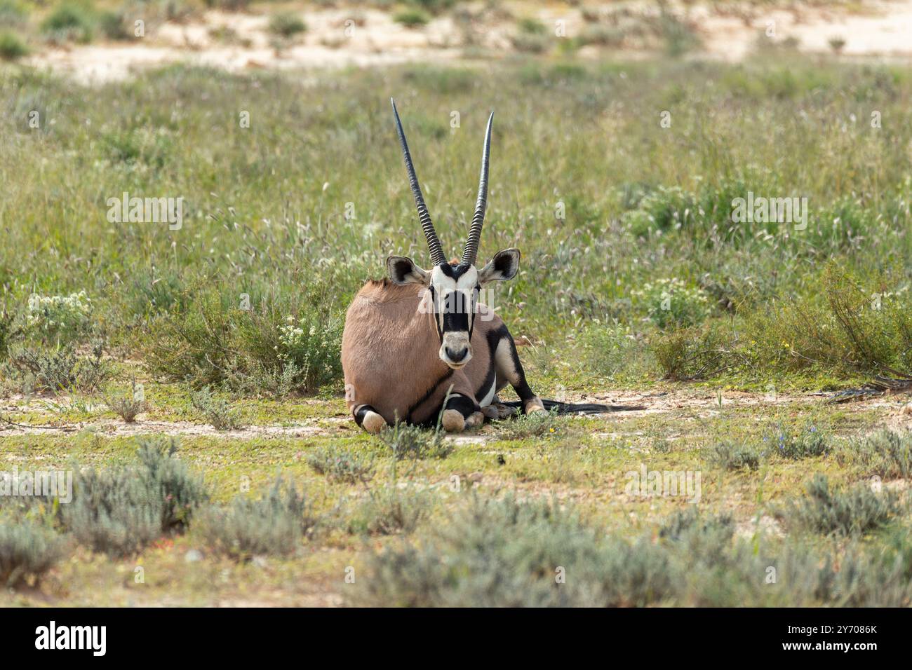 Baby of Common african antelope Gemsbok, Oryx gazella in Kalahari after ...