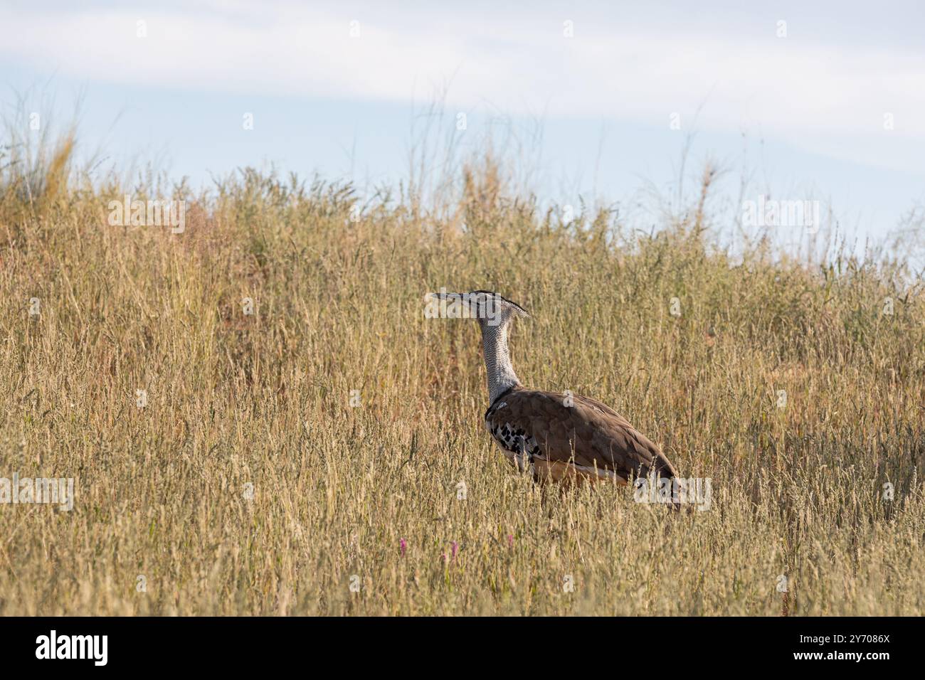 Kori bustard (Ardeotis kori), the largest flying bird native to african ...