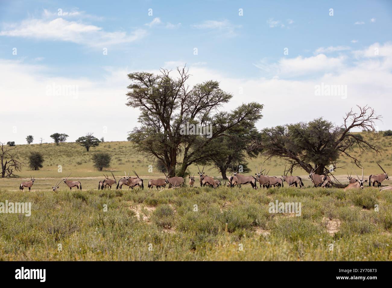 Baby of Common african antelope Gemsbok, Oryx gazella in Kalahari after ...