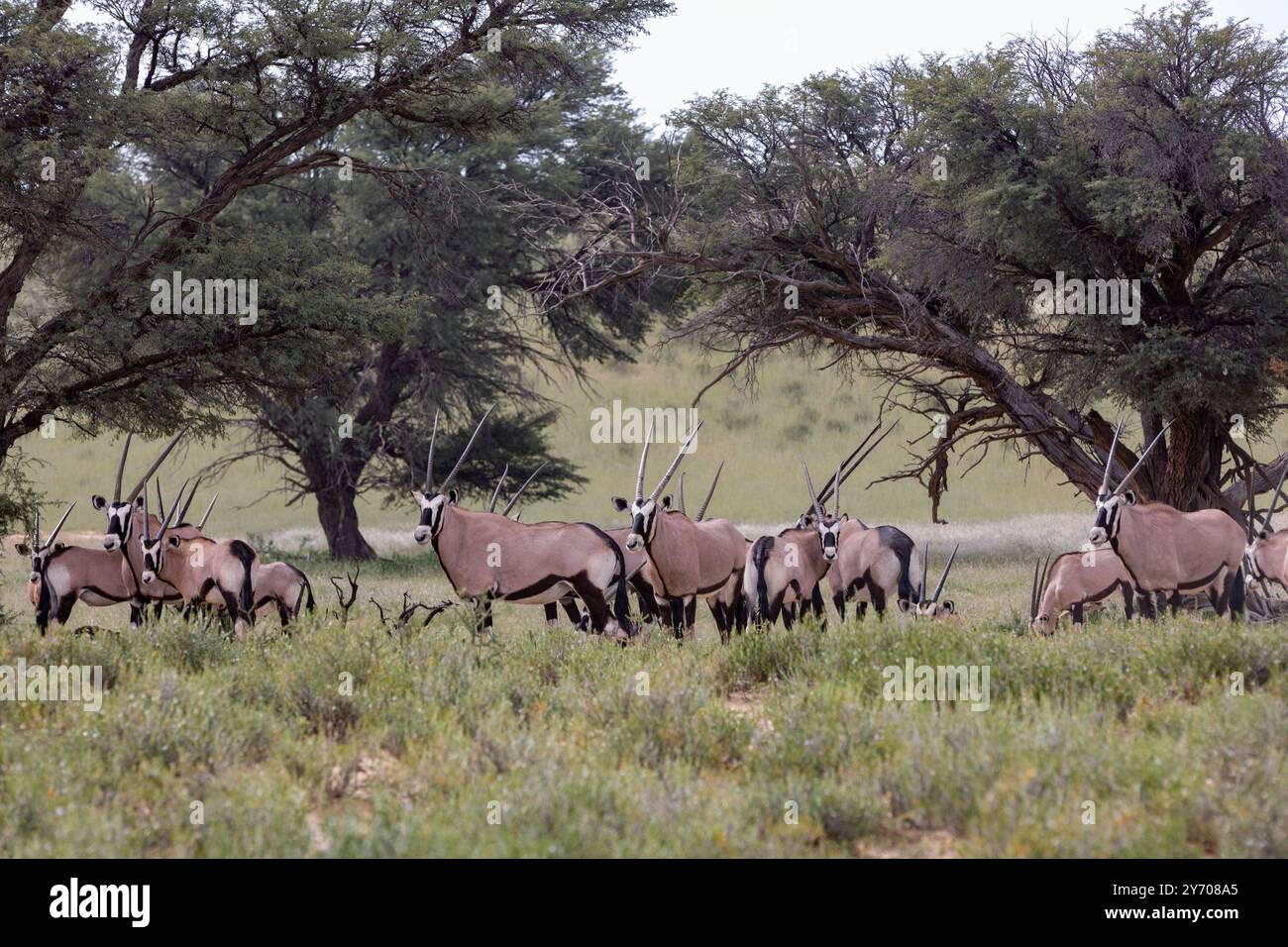 Baby of Common african antelope Gemsbok, Oryx gazella in Kalahari after ...
