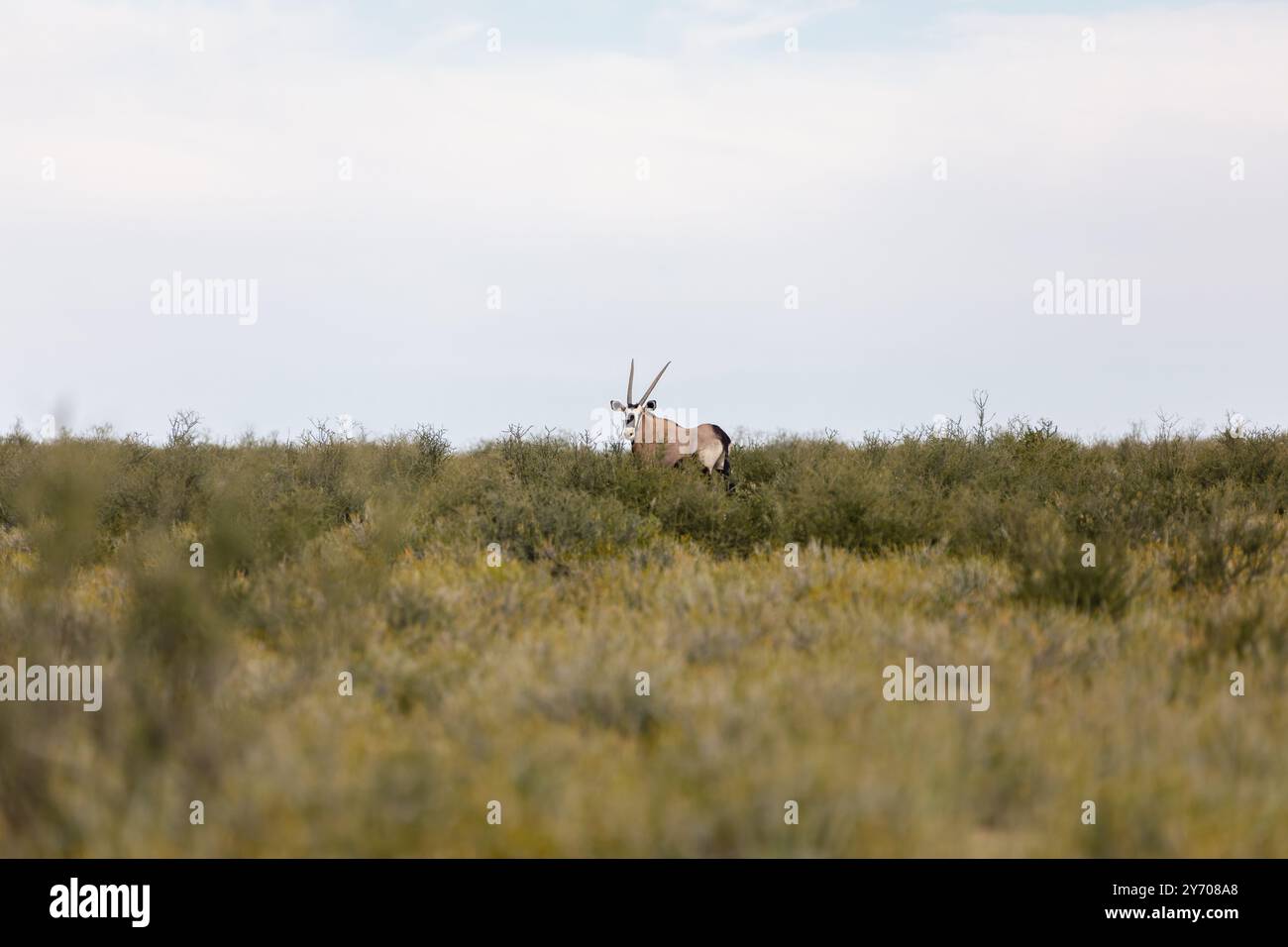 Baby of Common african antelope Gemsbok, Oryx gazella in Kalahari after ...