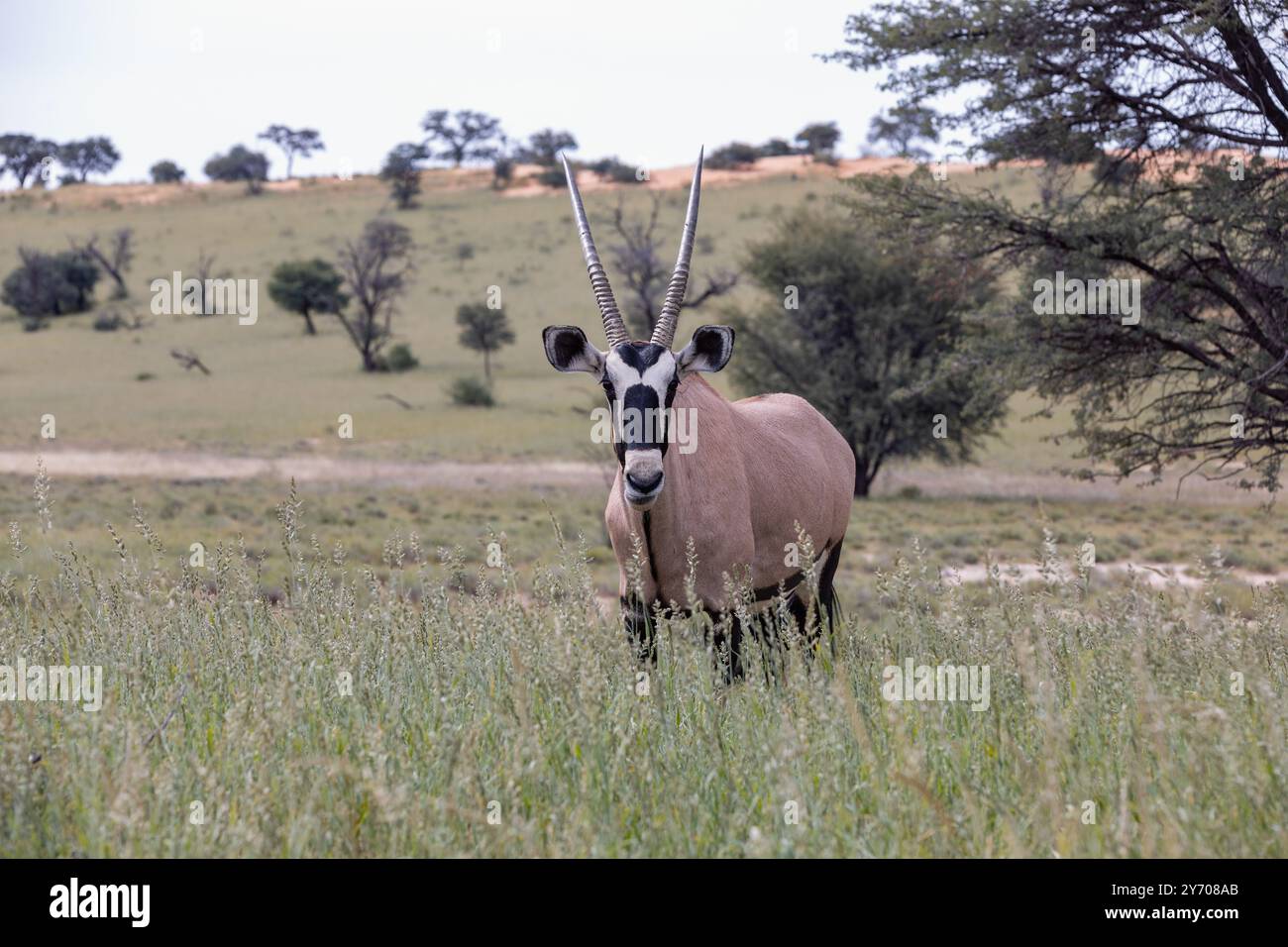 Baby of Common african antelope Gemsbok, Oryx gazella in Kalahari after ...