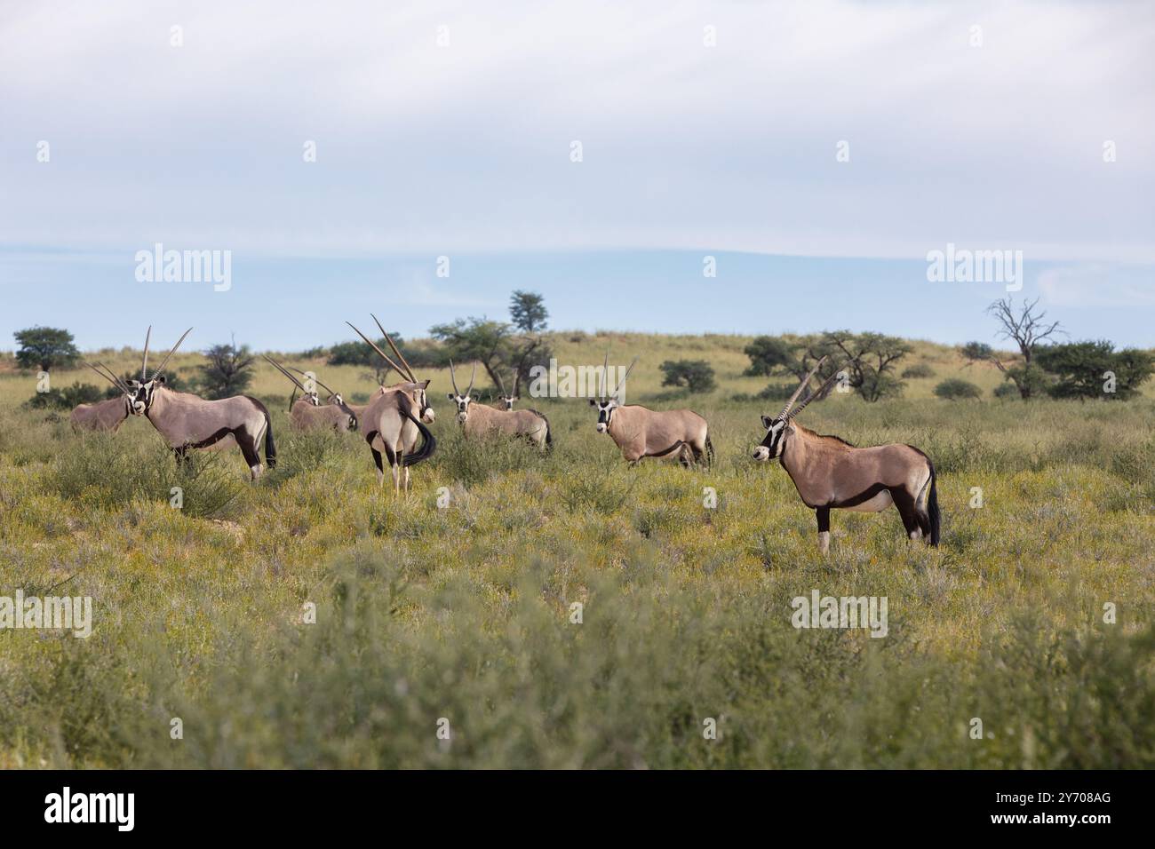Baby of Common african antelope Gemsbok, Oryx gazella in Kalahari after ...