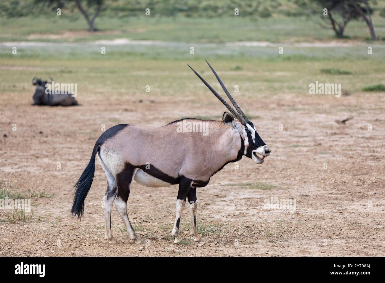 Baby of Common african antelope Gemsbok, Oryx gazella in Kalahari after ...