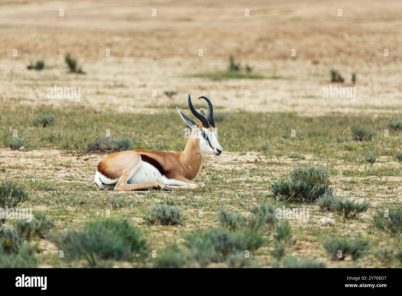 Springbok (Antidorcas marsupialis), in green Kalahari, after rain ...