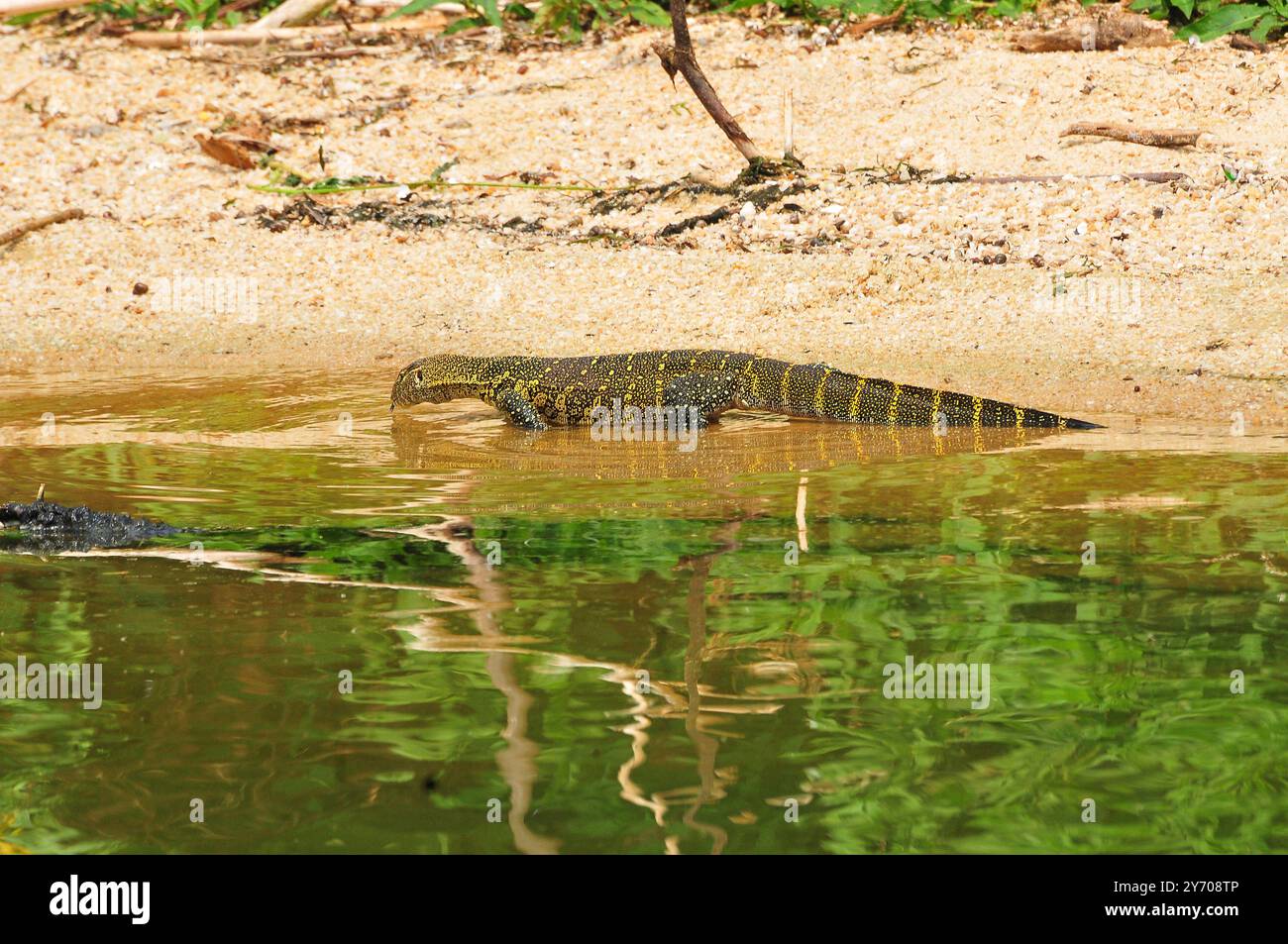 A monitor lizard at Lake Victoria - Uganda Stock Photo - Alamy